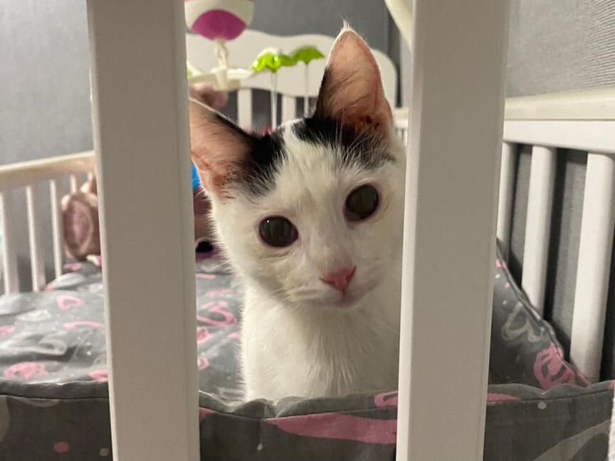 Котенок мурлыкин