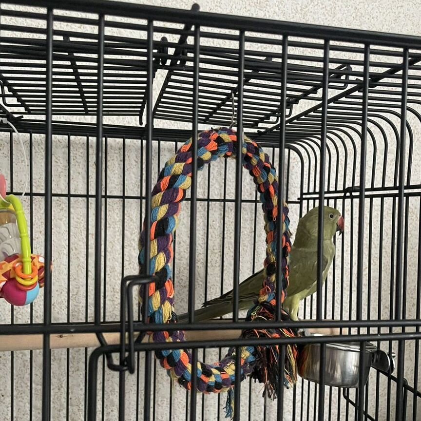 Ожереловый попугай