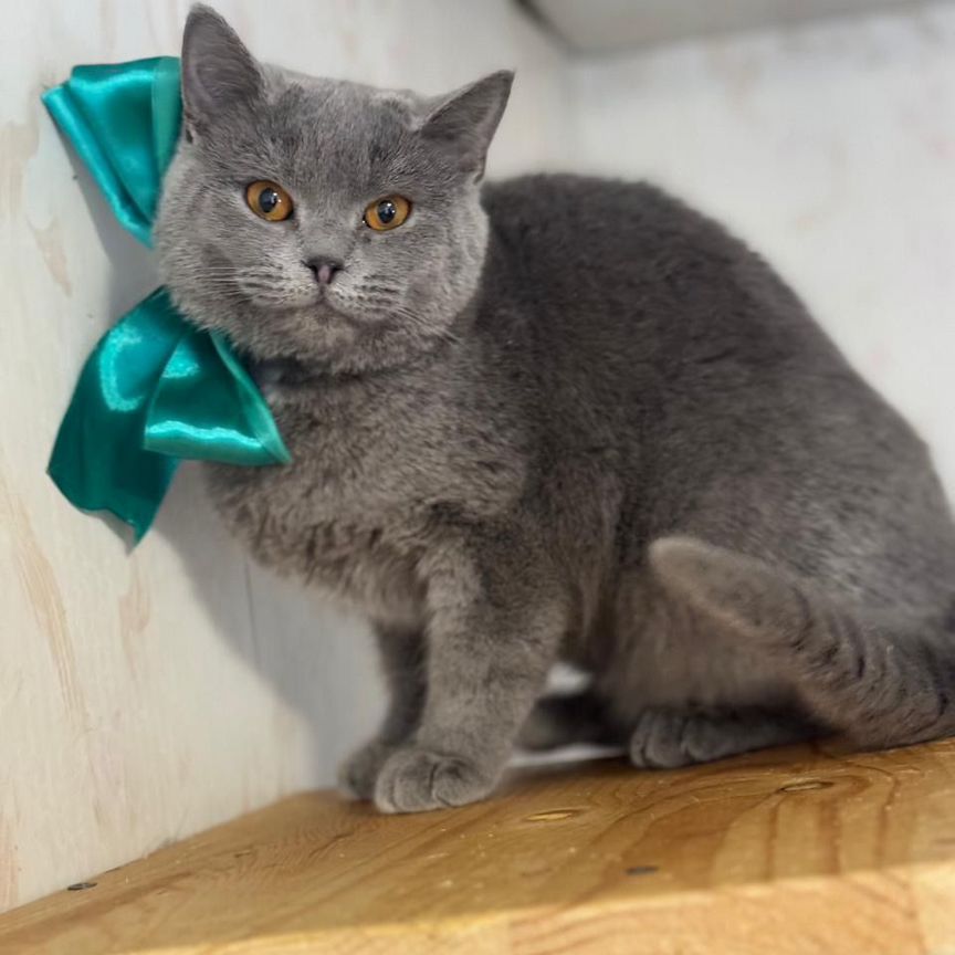 Кошка из приюта