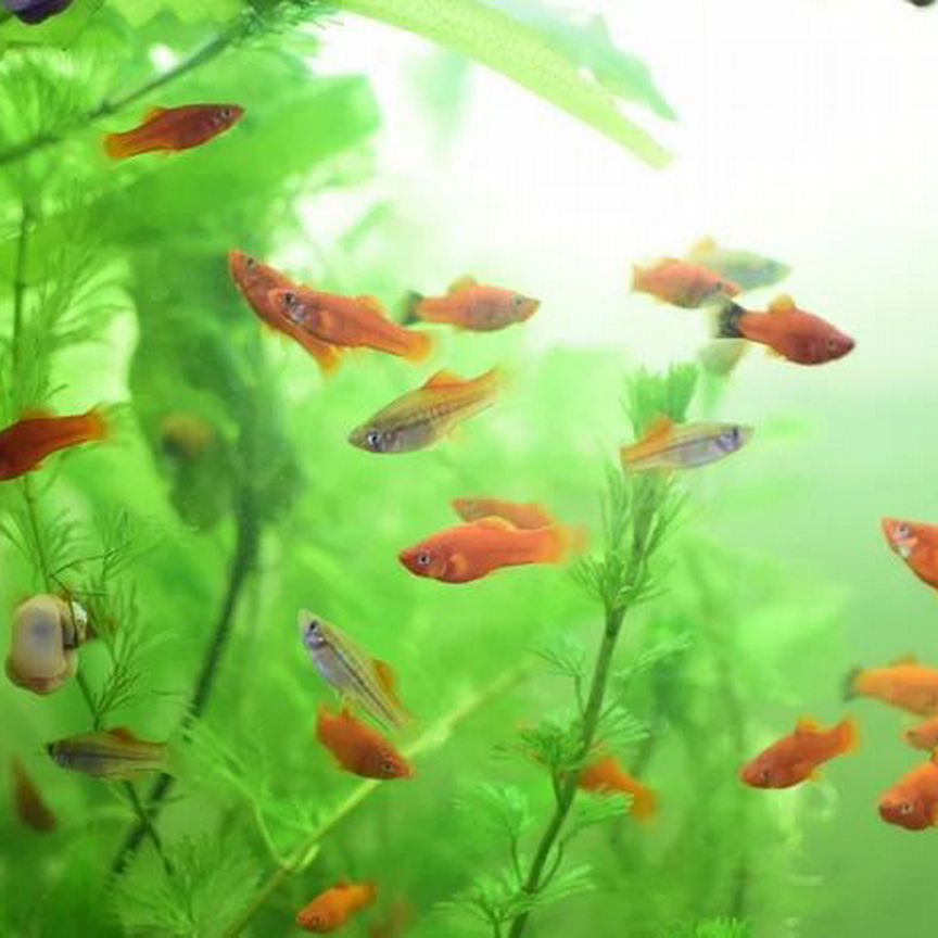 Малёк меченосца