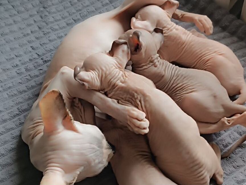 Канадский сфинкс эльф котенок