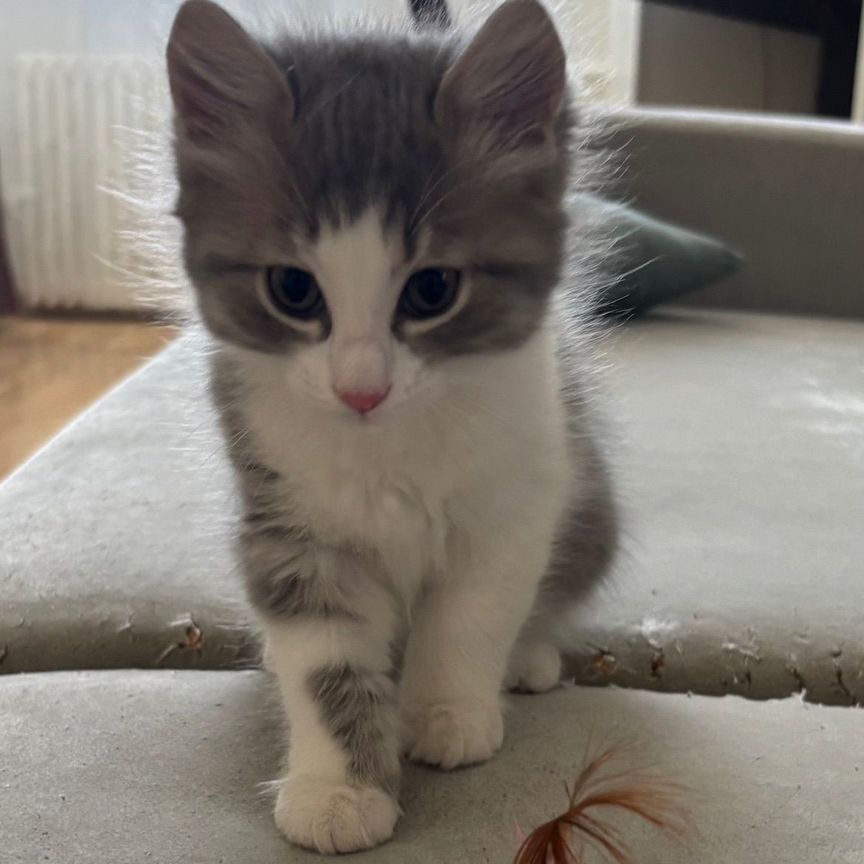 Котёнок в добрые руки