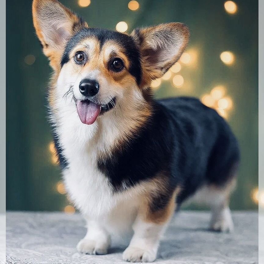 Вельш Корги Пемброк, взрослая собака