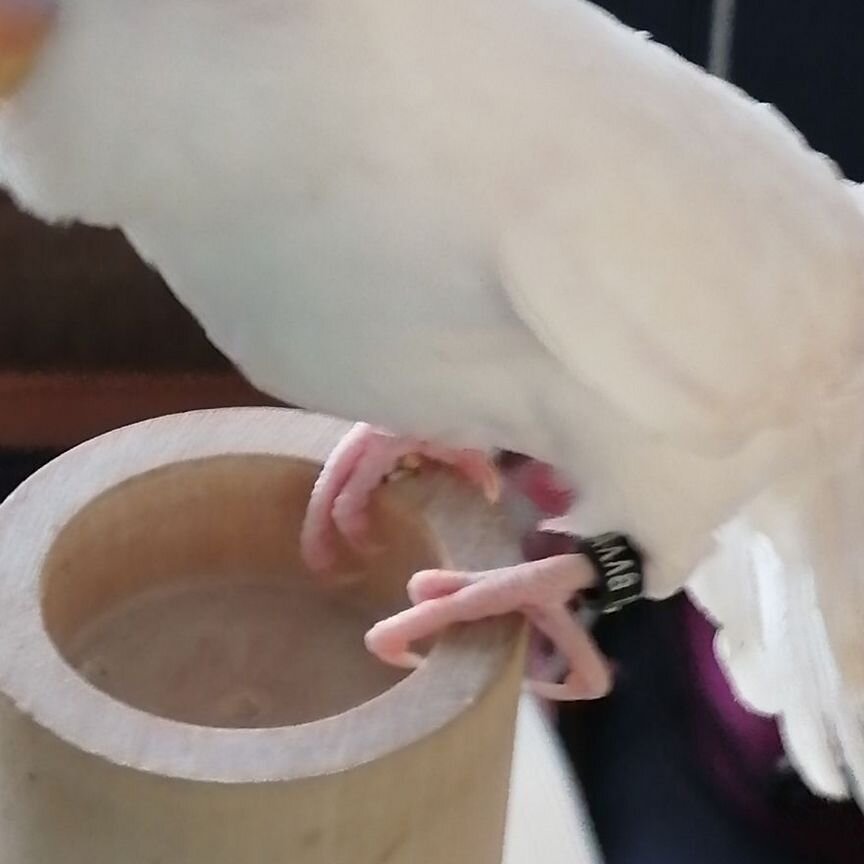 Волнистый попугай ввп чех