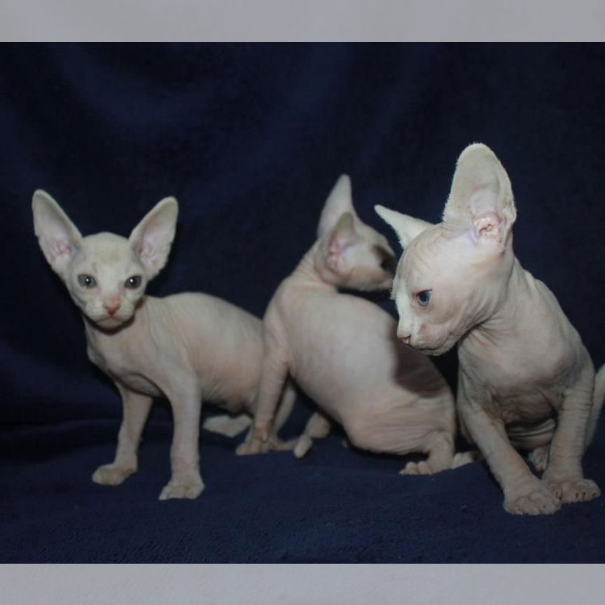 Канадский сфинкс котята