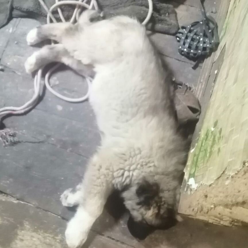 Будка для собаки