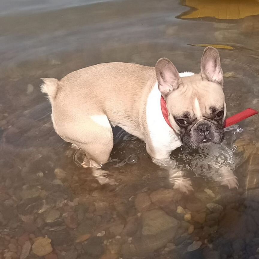 Французская булочка