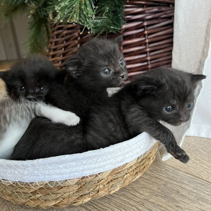 Котята мейн кун метис бесплатно