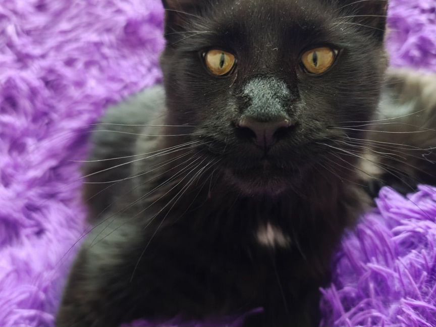 Мейн-кун девочка, 8 месяцев, с документами