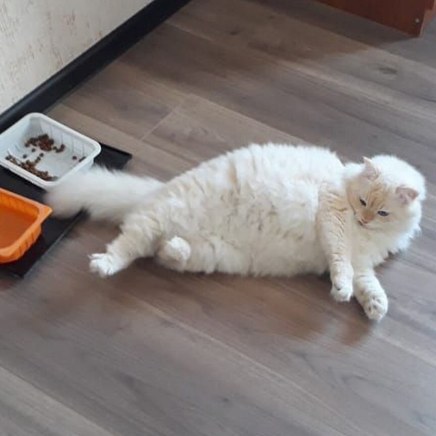 Цезарь ищет дом