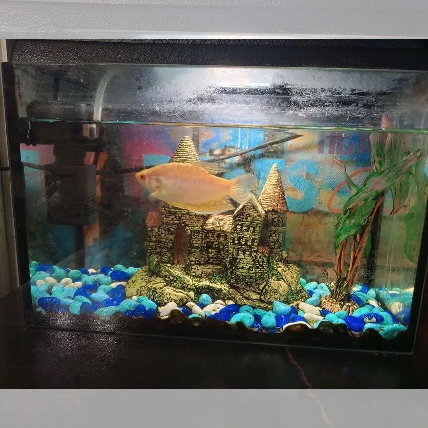 Аквариумные рыбки и аквариум