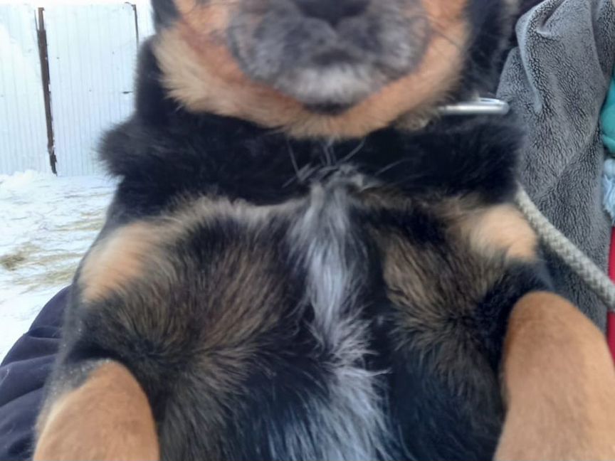 Ласковая собачка ищет дом