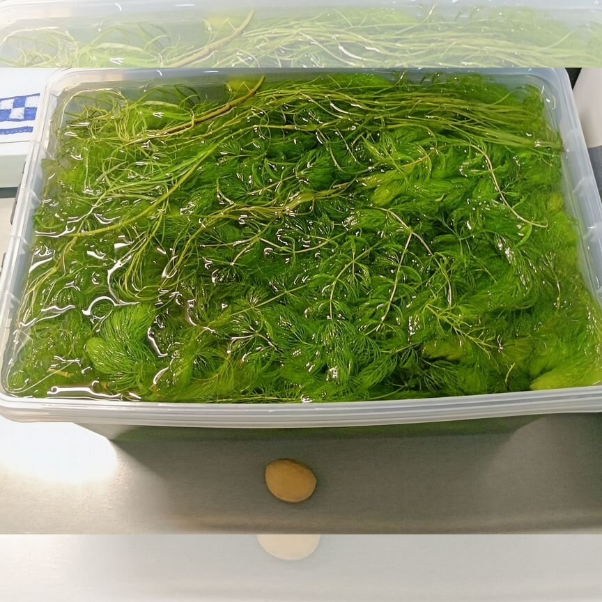 Аквариумные растения