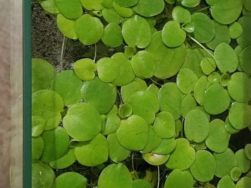 Аквариумное растение