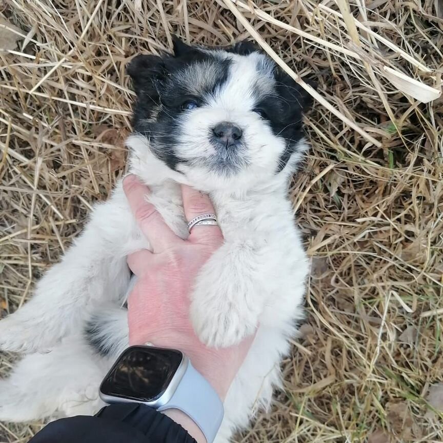 Ляля ищет дом)