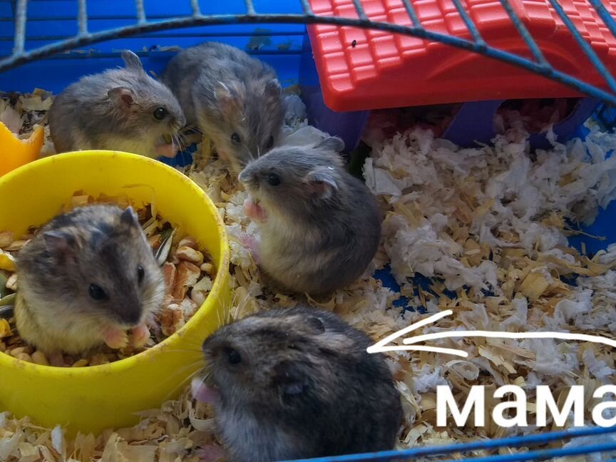Молодые симпатичные хомячата за шоколад