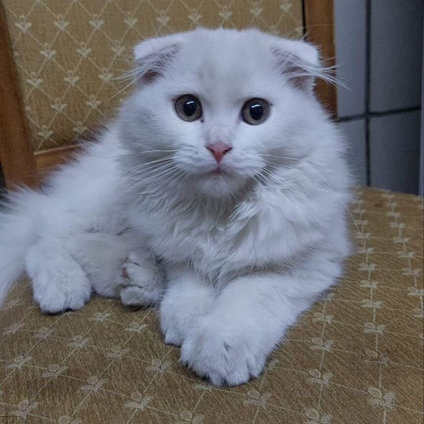 Вислоухая красавица в ответственные руки