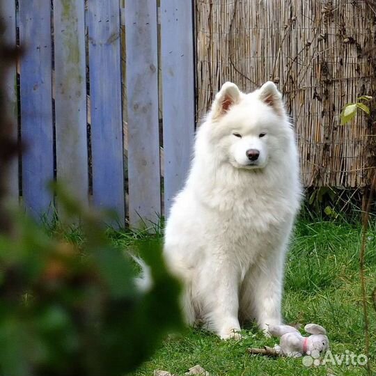 Самоедская лайка