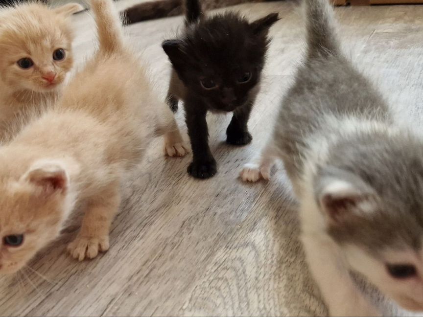 Отдам котят в добрые руки