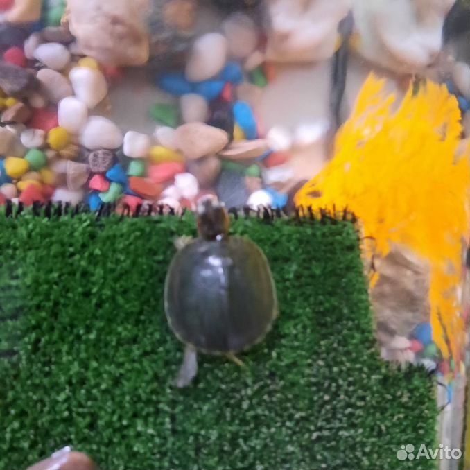 Красноухая черепаха