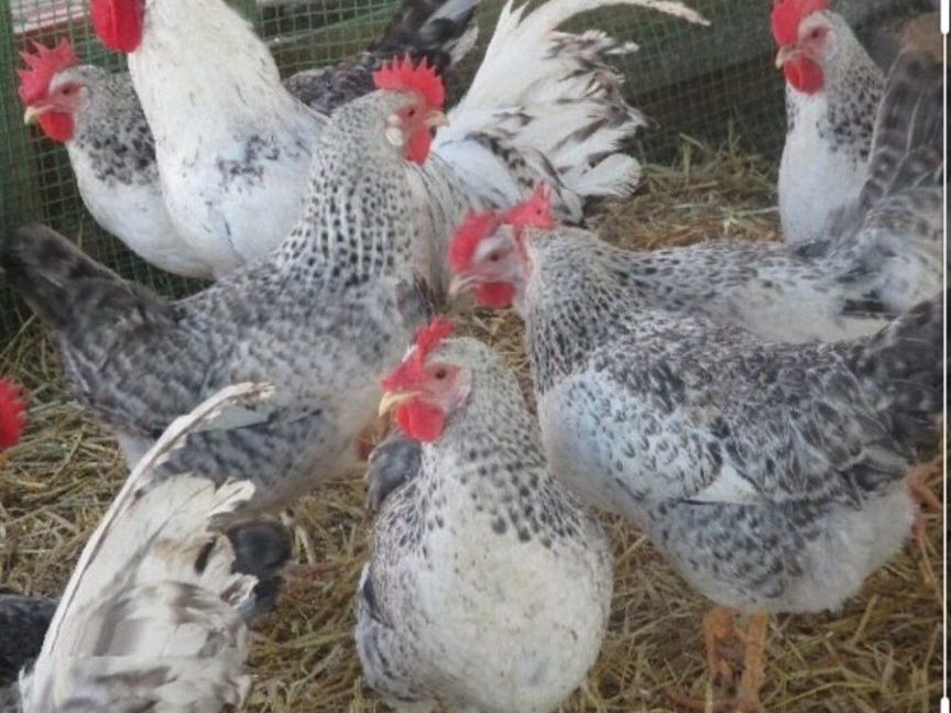 Борковская барвистая инкубационное яйцо