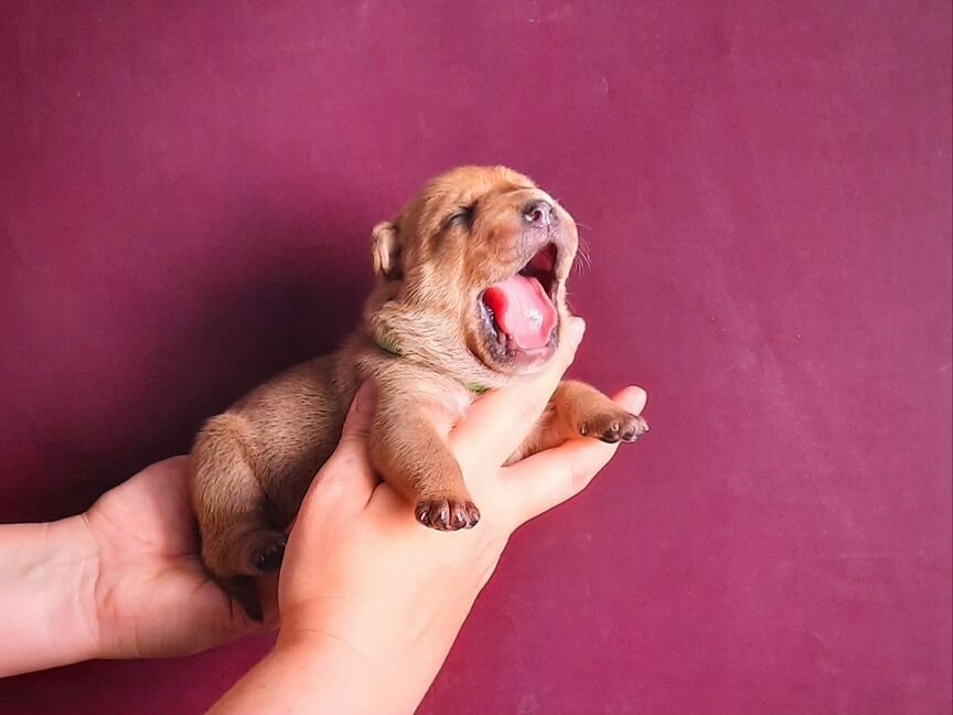 Ка де бо. Рыжие красавчики