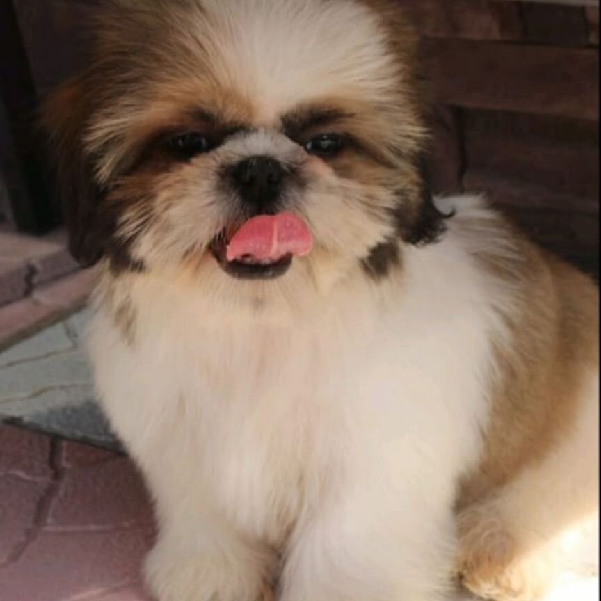 Шит-цу мальчик