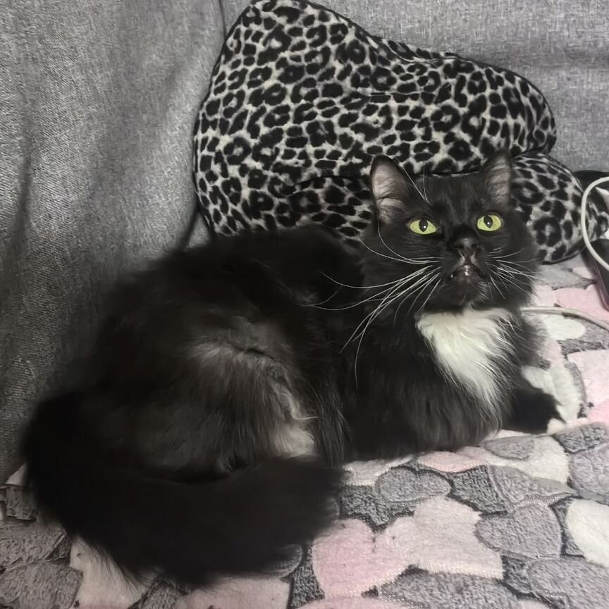 Взрослая кошка в добрые руки