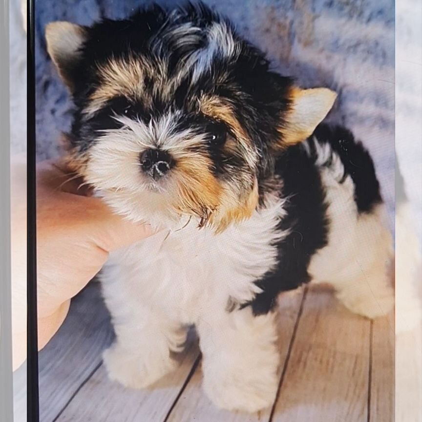 Бивер терьер