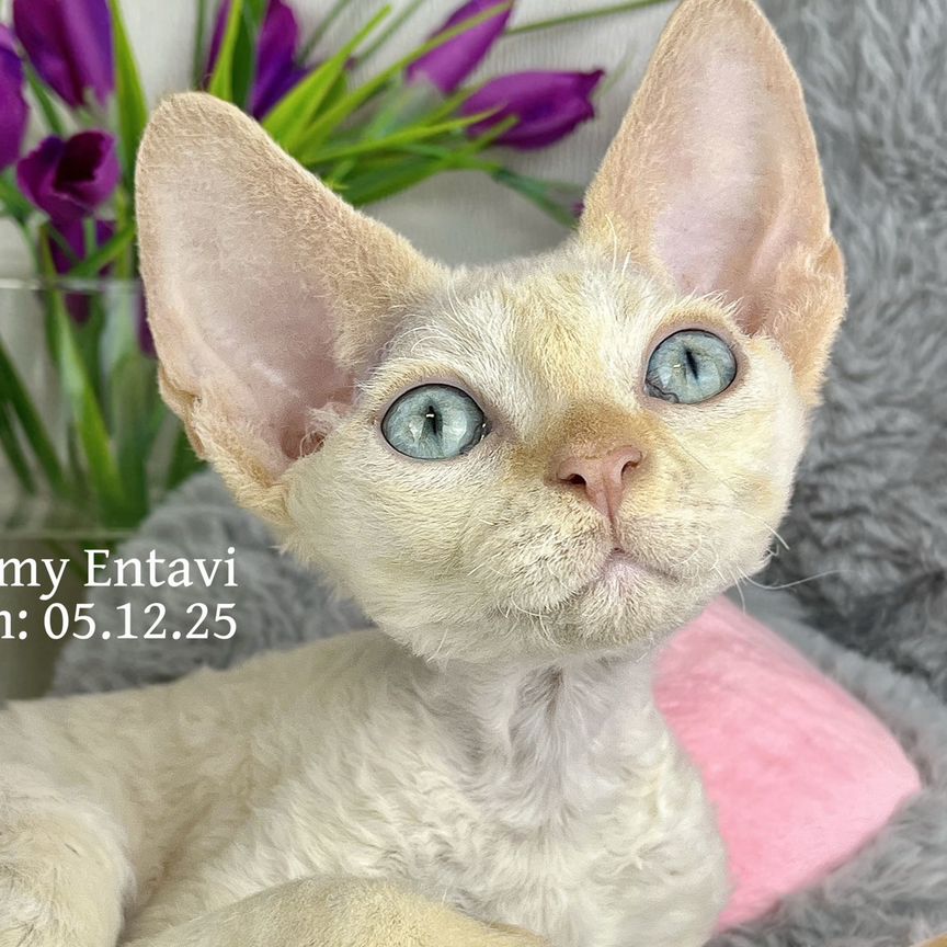 Девон-рекс котёнок