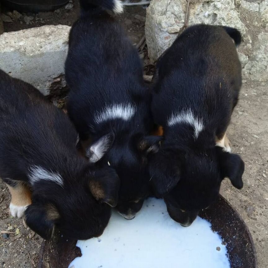 Щенки маленькой породы метисы