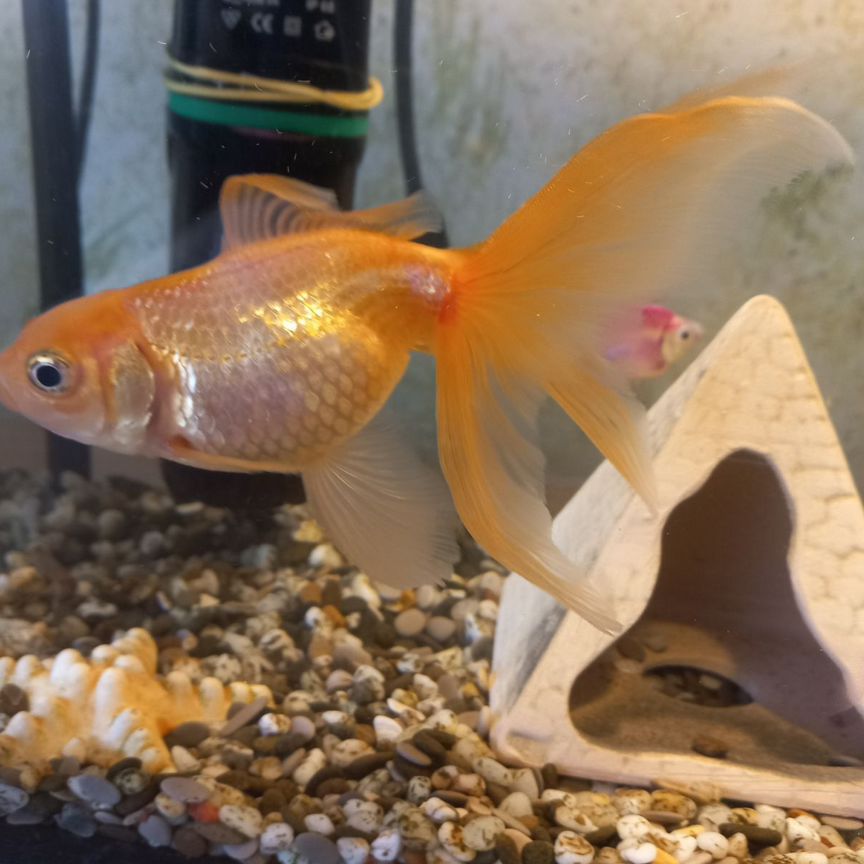 Золотая рыбка вуалехвост