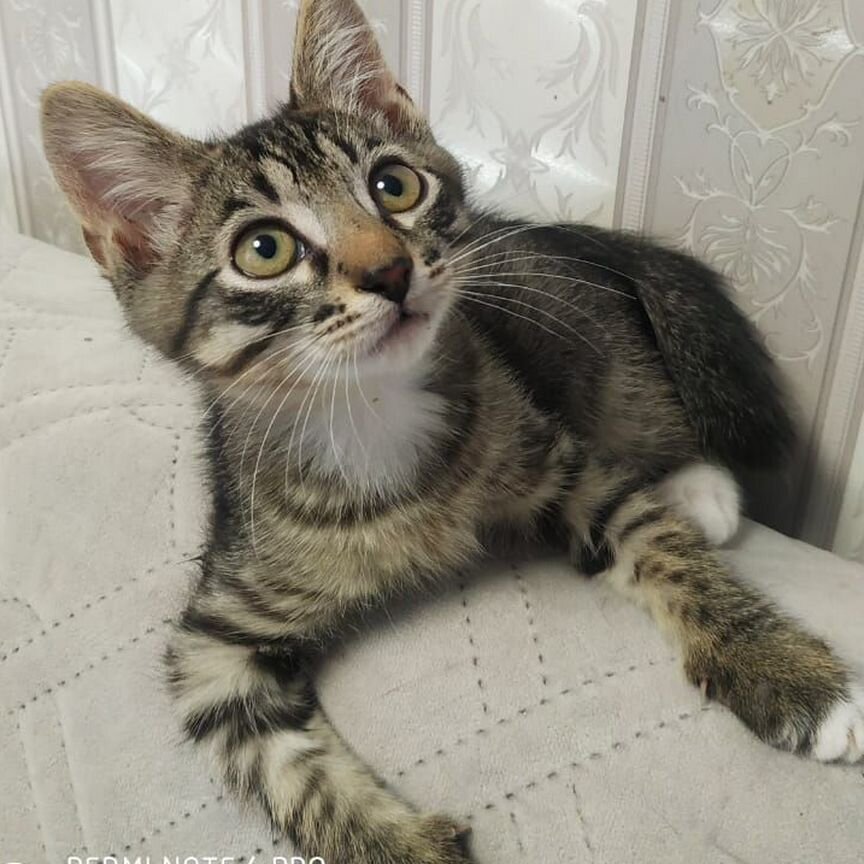 Курильский бобтейл короткошёрстный котёнок