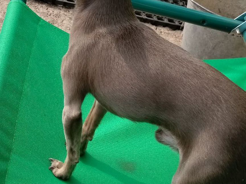 Вязка кобель мини Чихуахуа