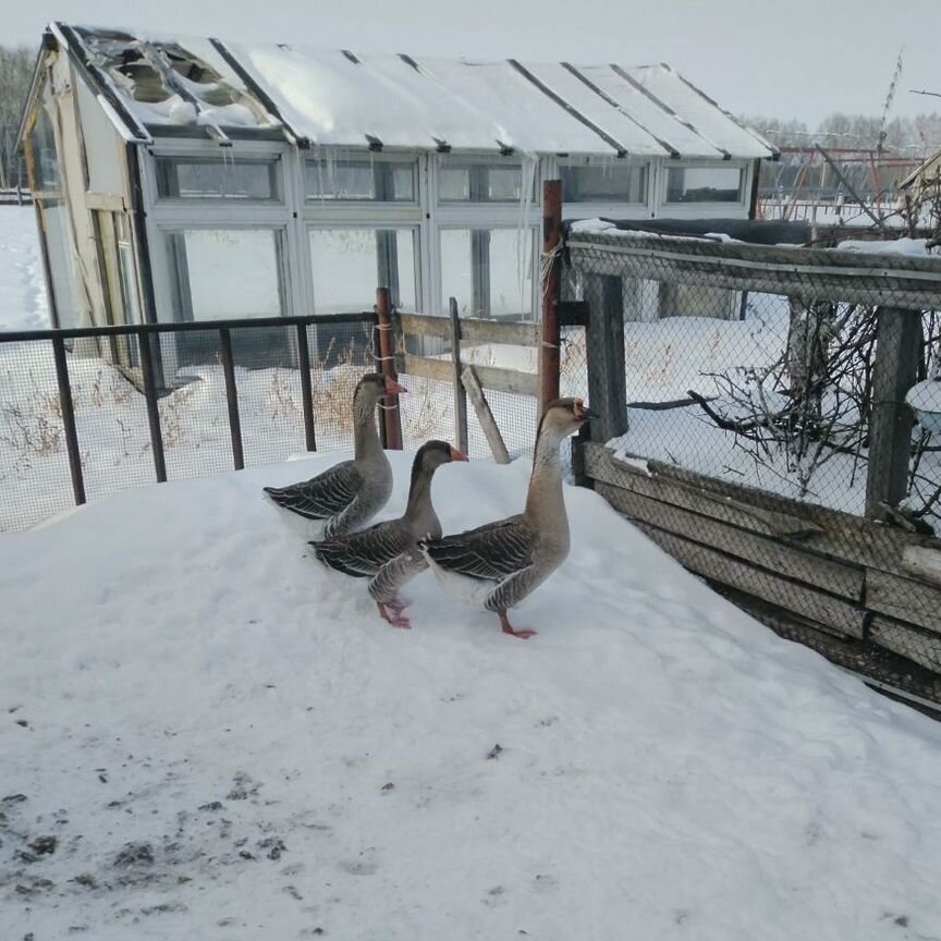 Гуси