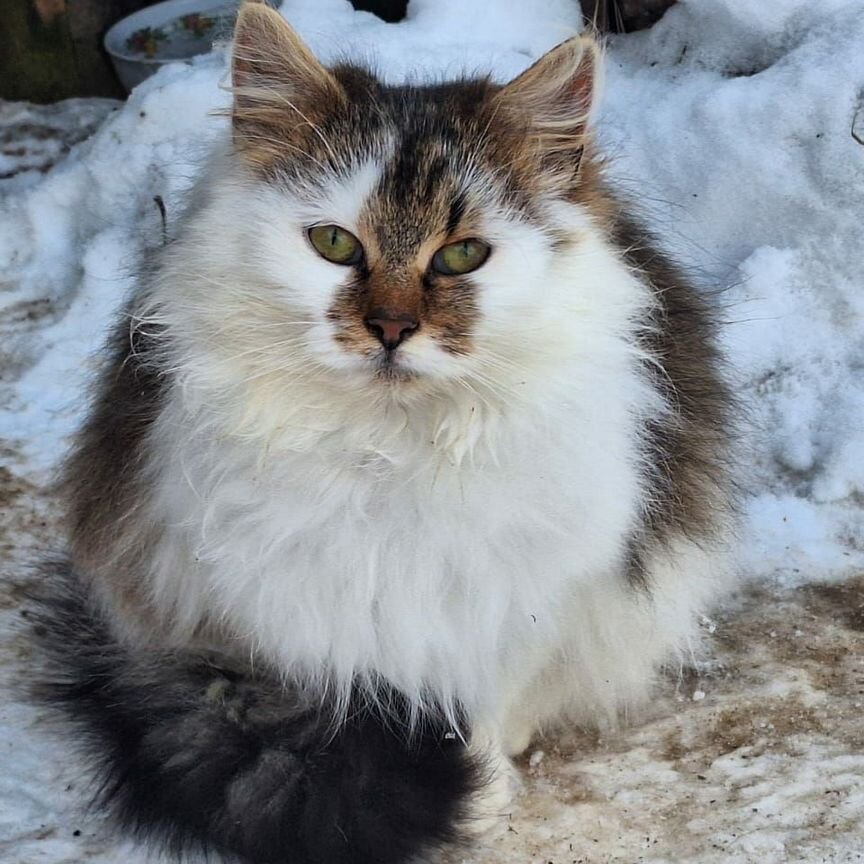 Молоденькая кошечка