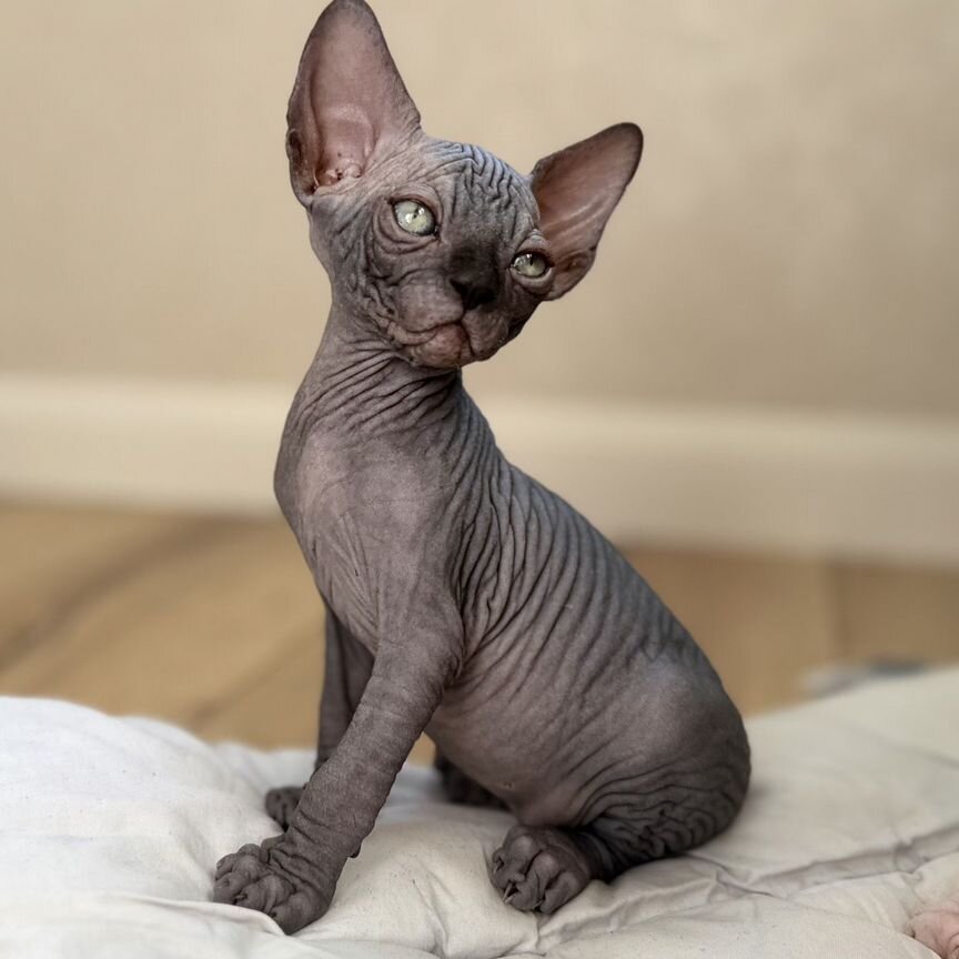 Канадский сфинкс котёнок