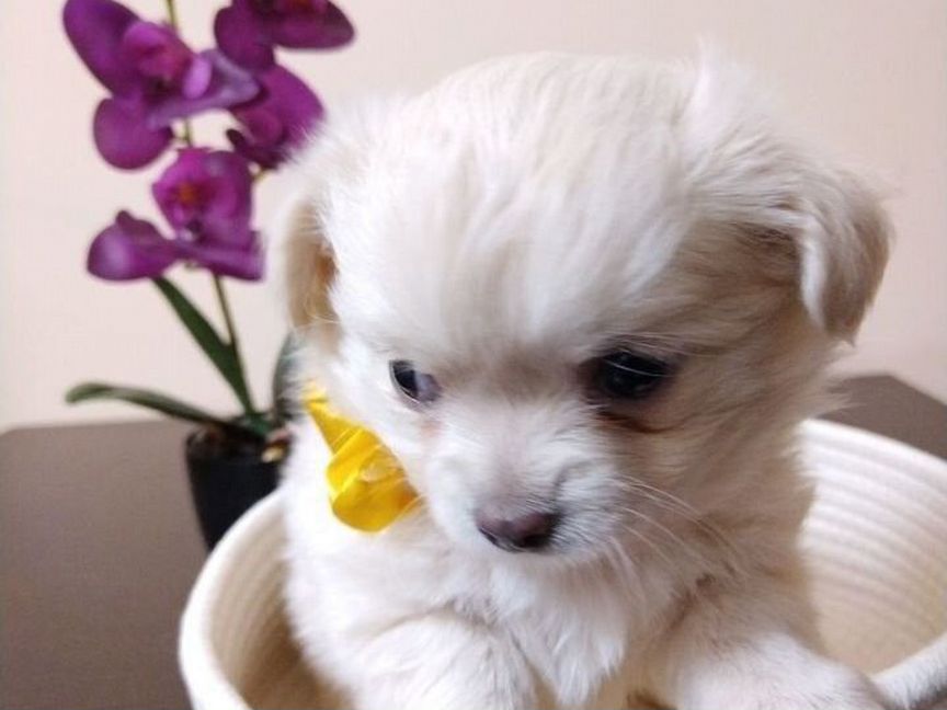 Щенки чихуахуа длинношёрстные