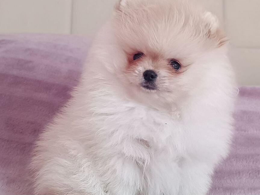 Кремовая мини девочка