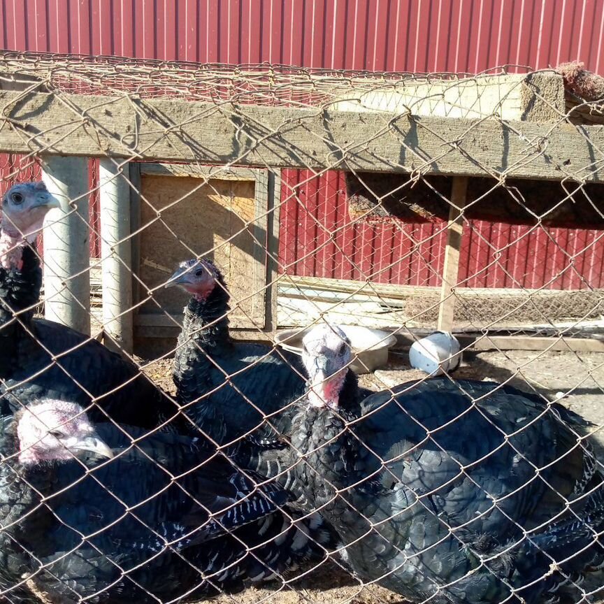 Индюки чистопородные