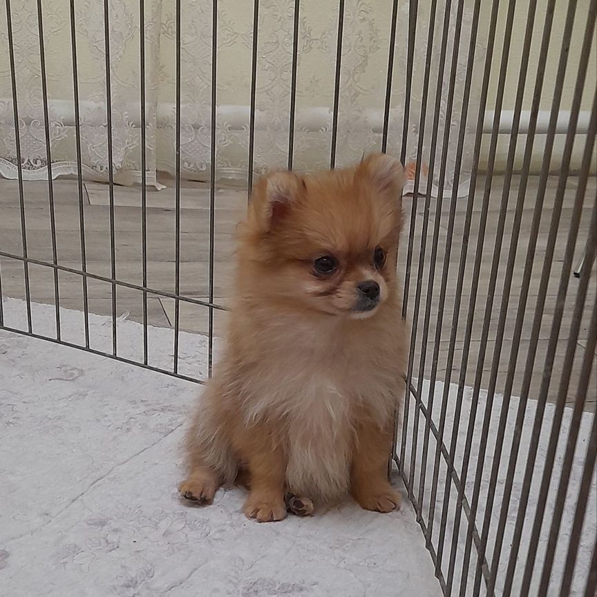 Шпицы черный с белым и рыжая