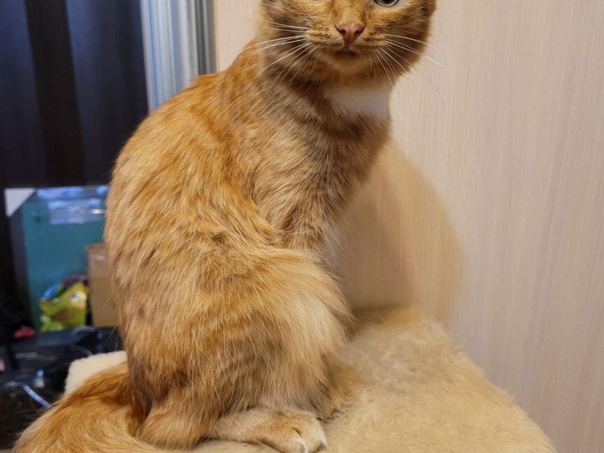 Кошка в добрые руки