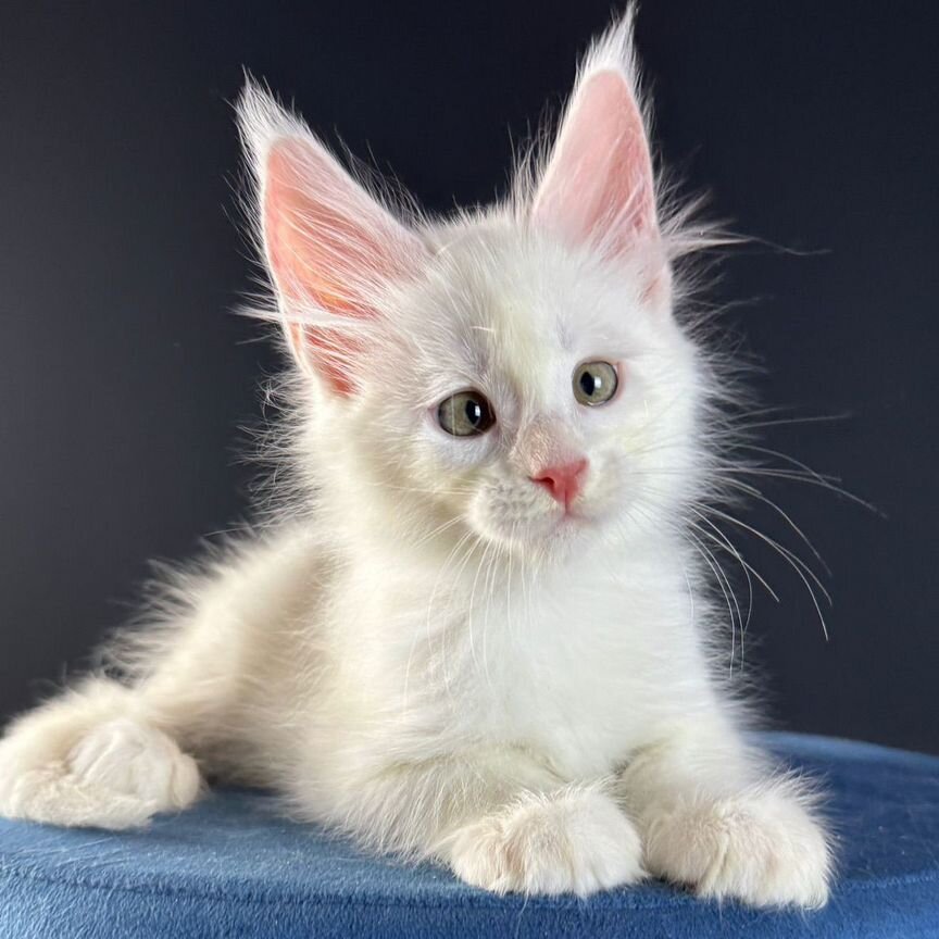 Мейн-кун котёнок