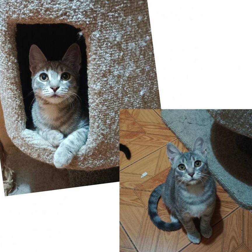 Соня ищет дом