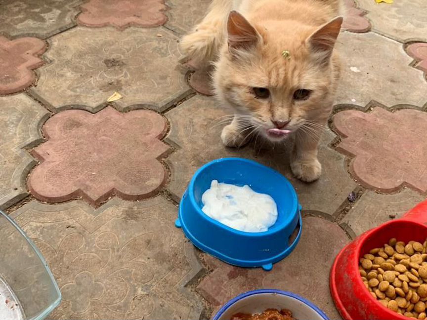 Котик ищет дом, хозяева продали дом,его оставили