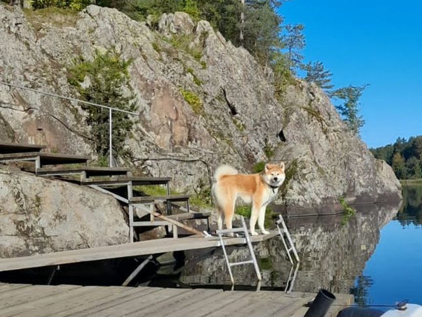 Собака для вязки