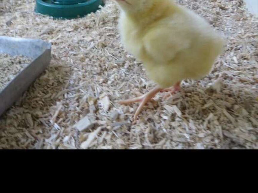 Цыплята броллеры кобб 500