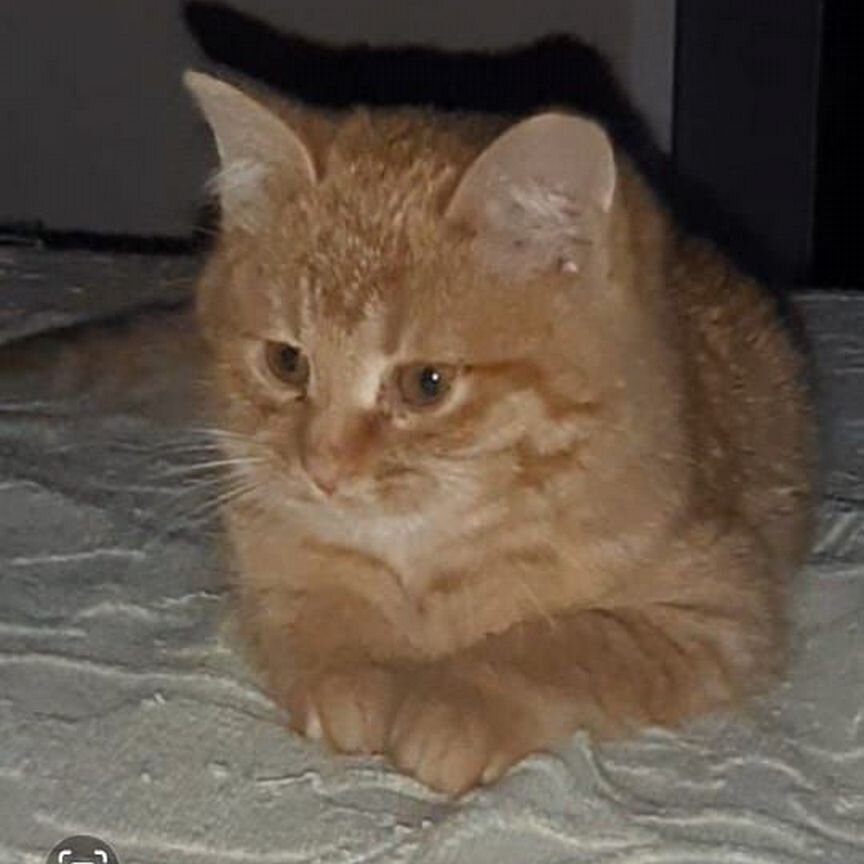 Котик