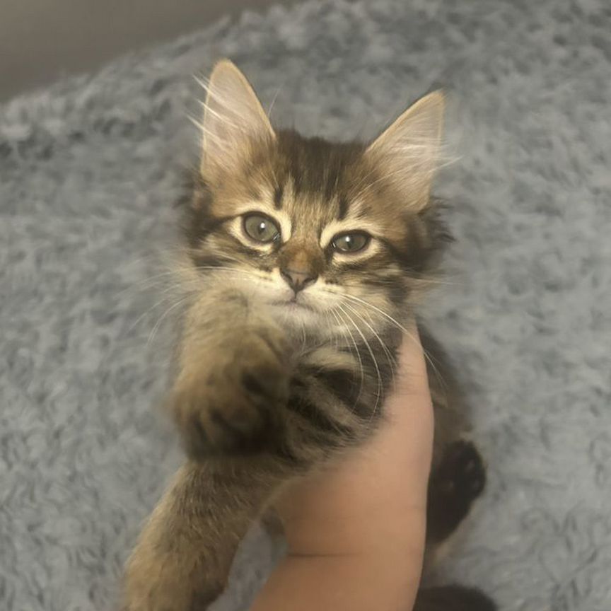 Отдам котят в добрые руки