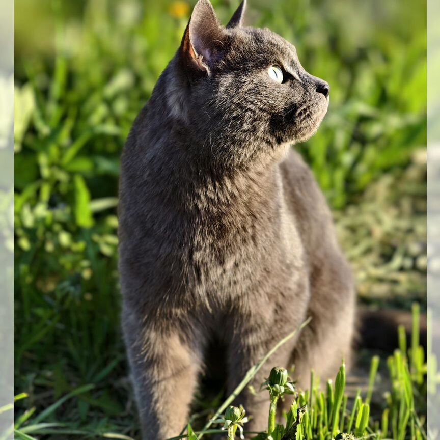 Взрослый кот в добрые руки